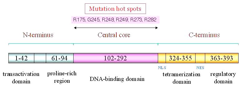 Pharma Darpan: Protein 53 or tumor protein 53 (p53)