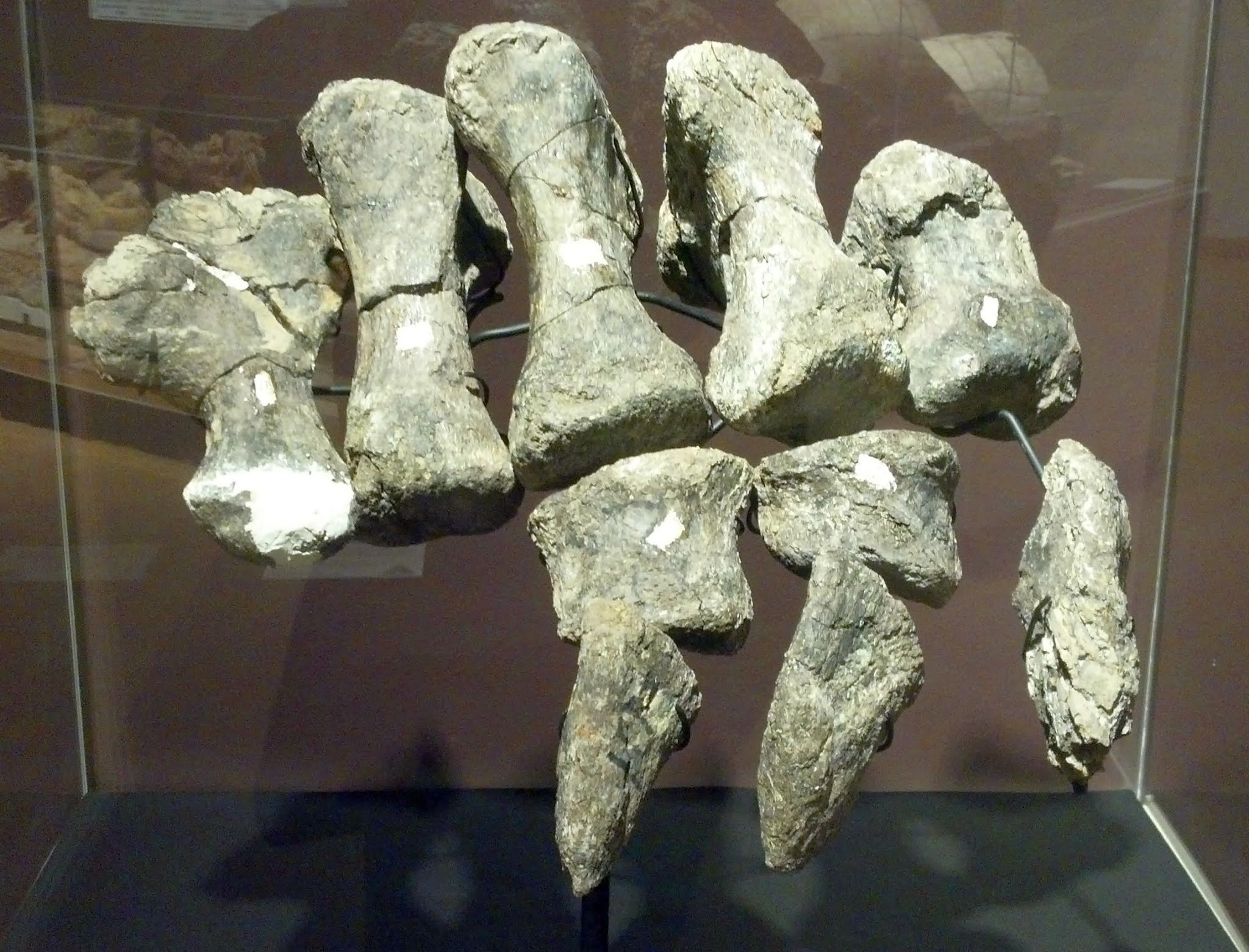 Equatorial Minnesota: Your Friends The Titanosaurs, part 33.1 ...