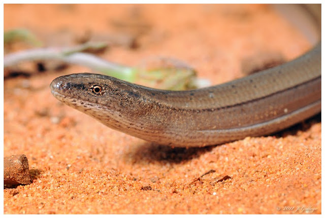 macroinstantes: Hyalosaurus koellikeri