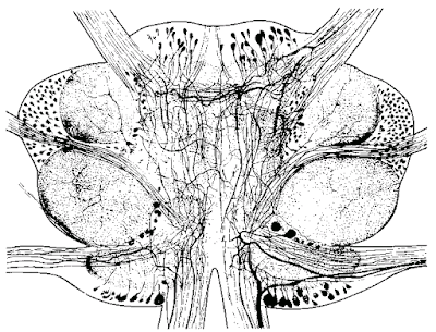 NeuroDojo: What defines a brain?