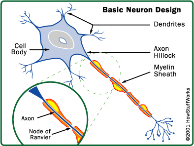 The biology world: Impulse transmission by mylenated axon