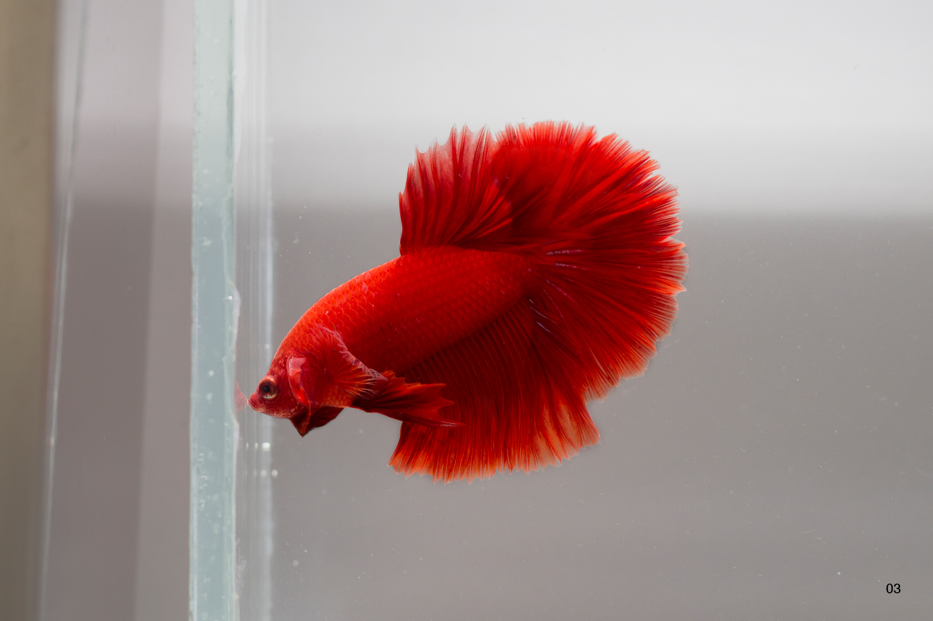 LPD Betta Halfmoon Doubletail Kolekce A m 23 11 2020 lpd-betta-halfmoon-doubletail-kolekce-a-m-23-11-2020