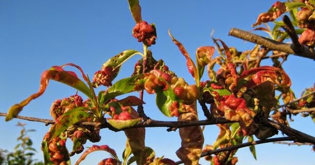 WHY ARE THE LEAVES ON MY PEACH TREE CURLING |The Garden of Eaden