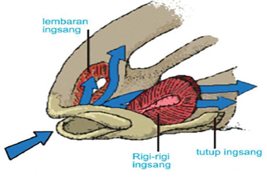 Contoh Alat Pernapasan Pada Hewan - PR Sekolahku