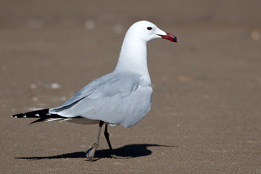 Bird Guide: Morocco – Bird Photography Tour