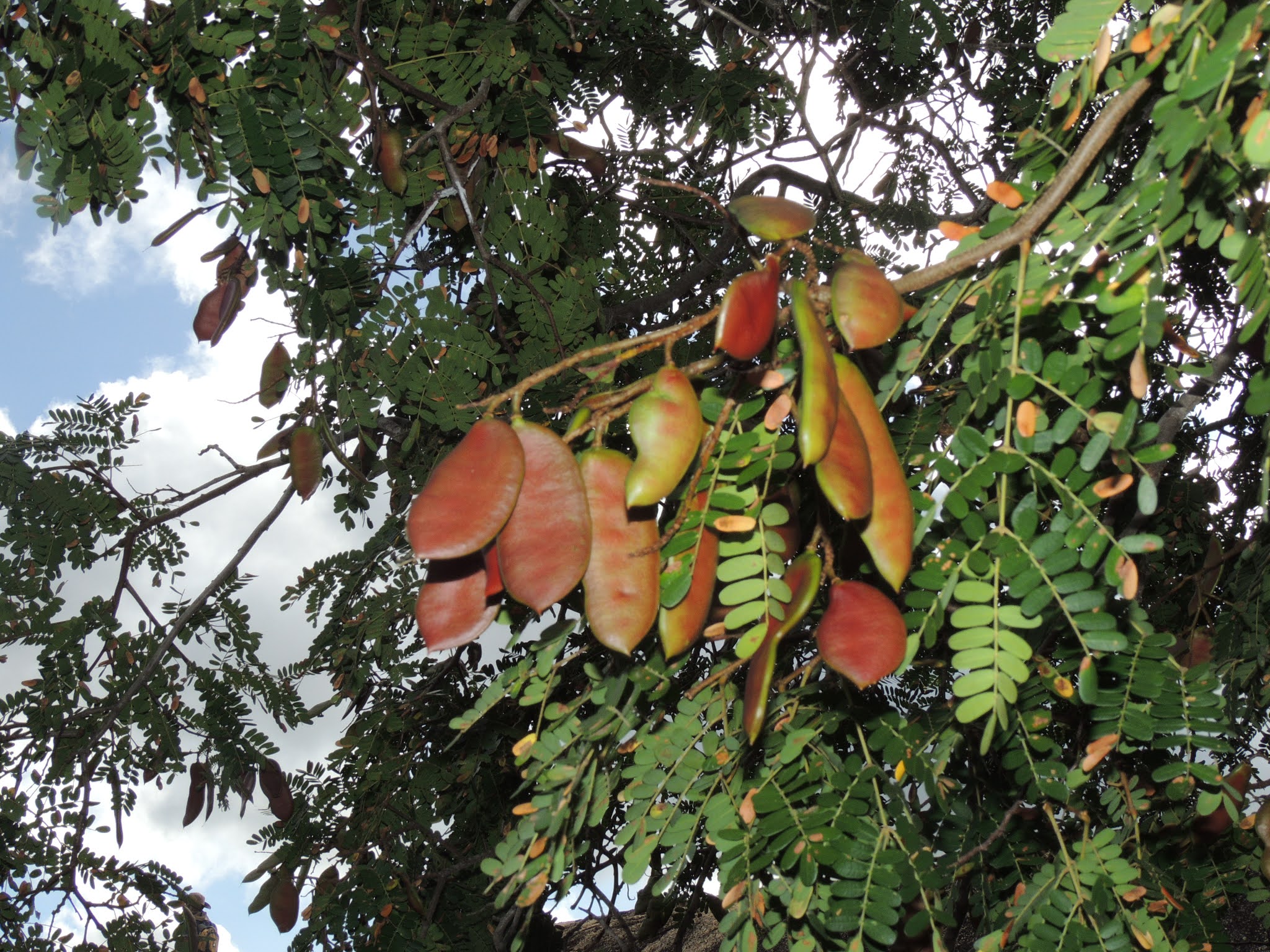 Fabaceae - Leguminosae no Brasil: Fabaceae - Libidibia ferrea (Mart.) L ...