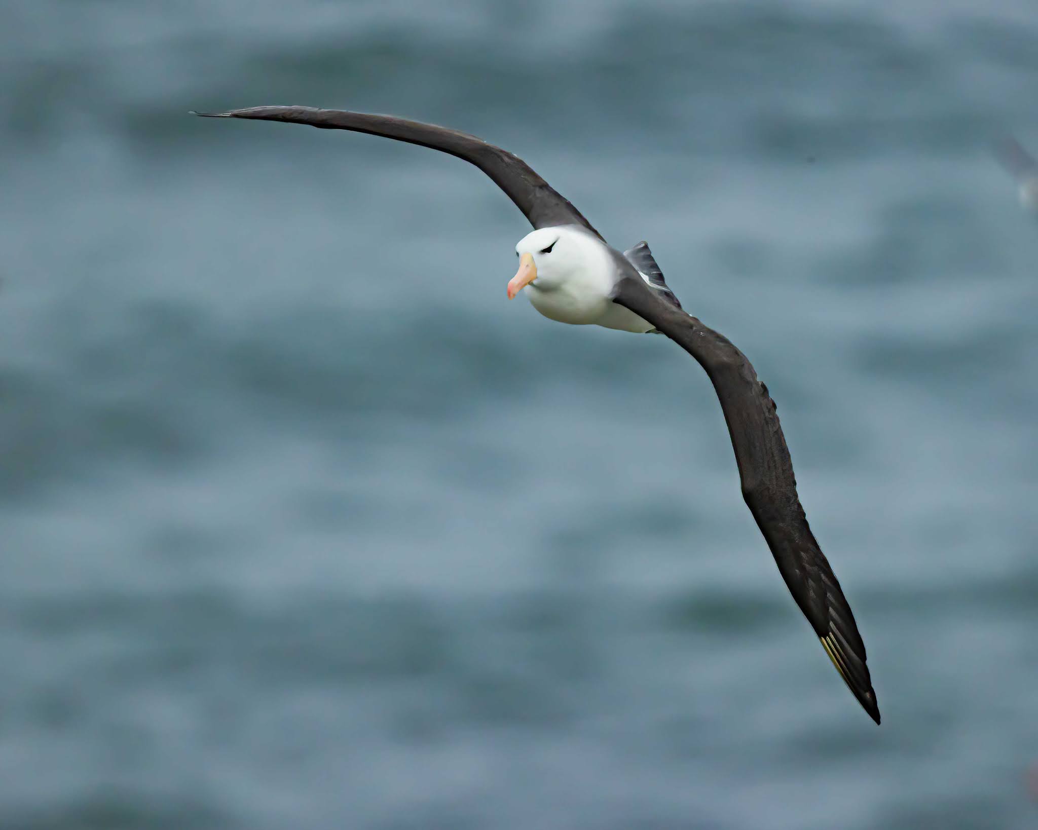 Albert the Albatross