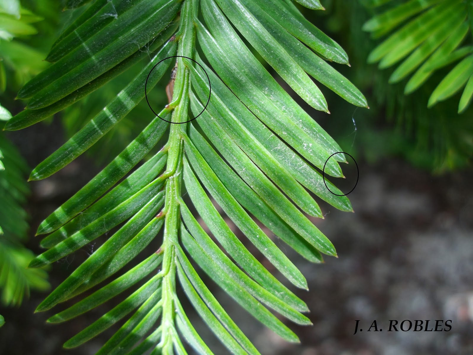 Silencio verde, la vida...: Sequoia sempervirens (Secuoya)