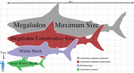 Abe's Animals: Shark scale