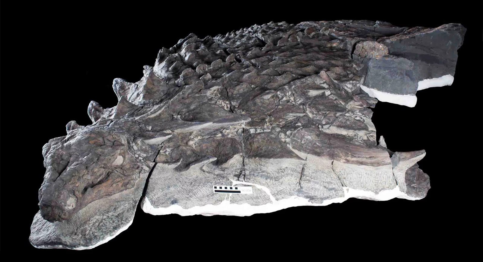 Species New to Science: [Paleontology • 2017] Borealopelta ...