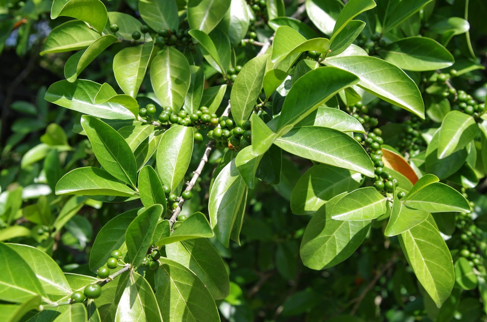 Trees and Plants: Limau Hantu