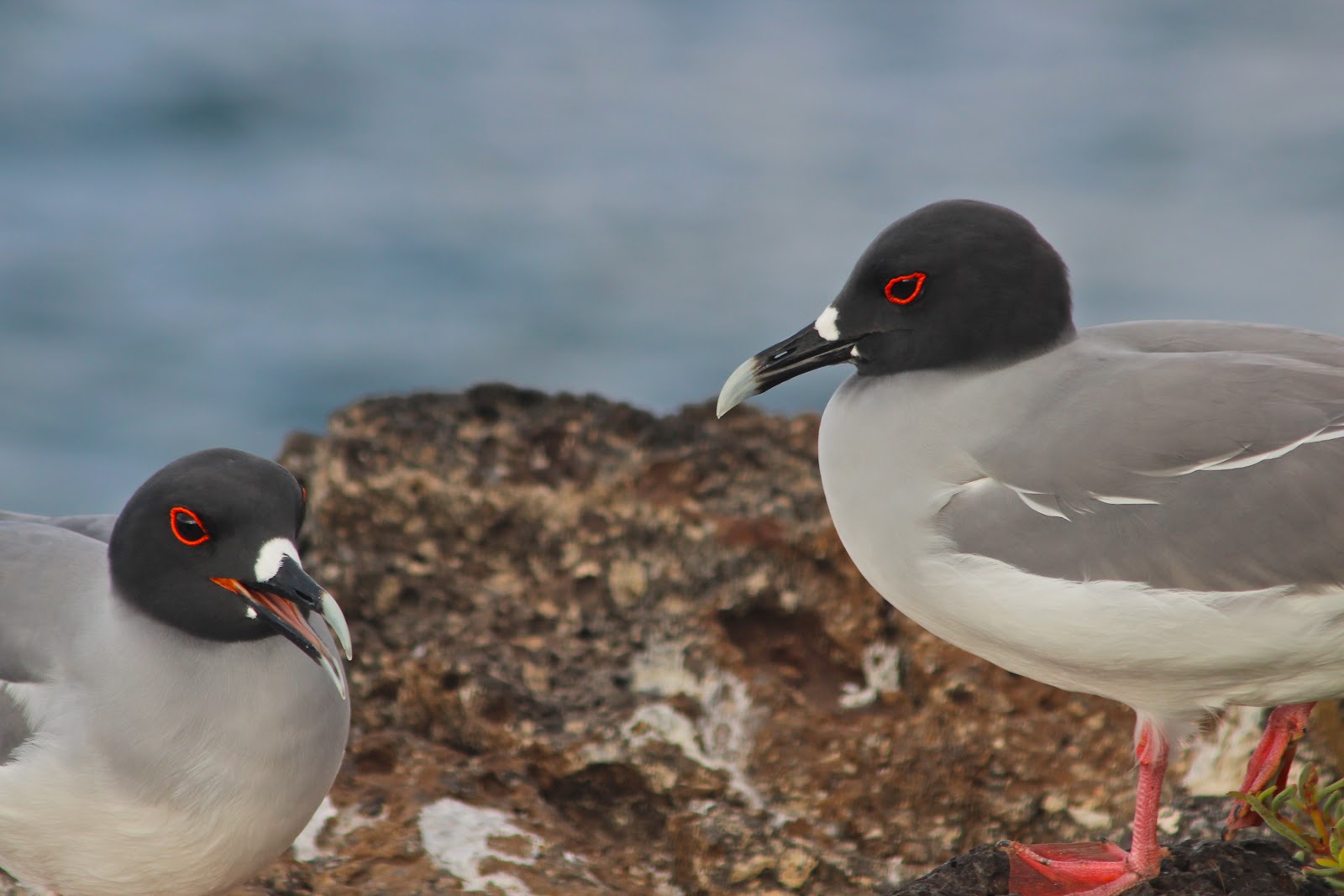 Nature Photography: Galapagos Birds