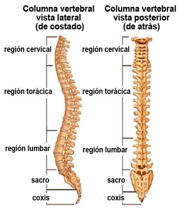 La columna vertebral | El Cuerpo Humano