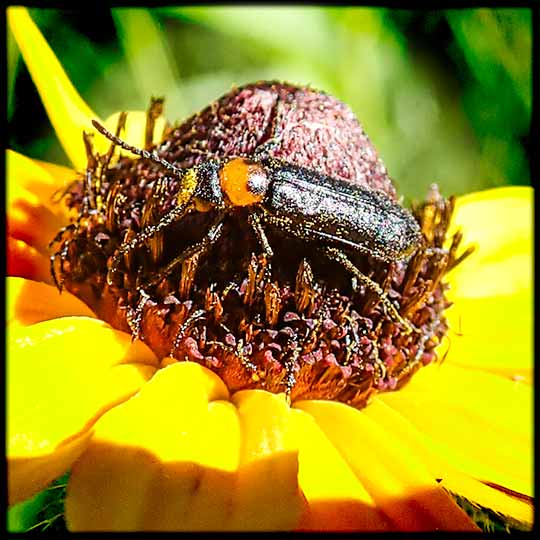 Ontario Wanderer: Indigo Bunting - Blister Beetle - Sit Spot July 20, 2020