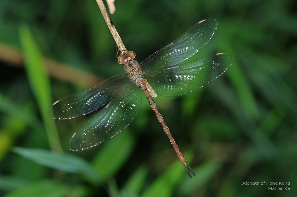 香港蜻蜓名錄: Gynacantha subinterrupta Rambur, 1842 細腰長尾蜓