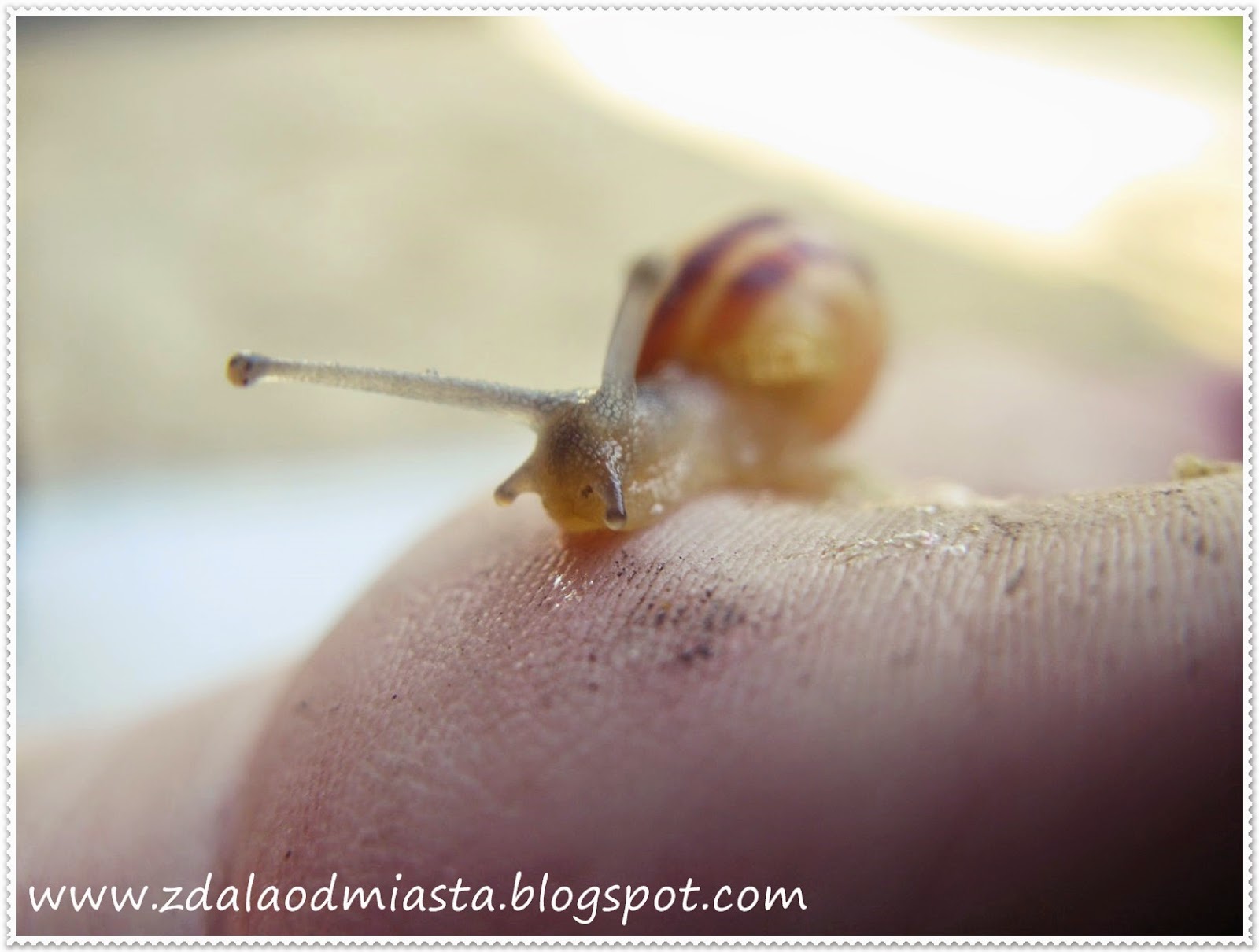 Z dala od miasta: Przyroda pod lupą - ślimak ślimak pokaż rogi