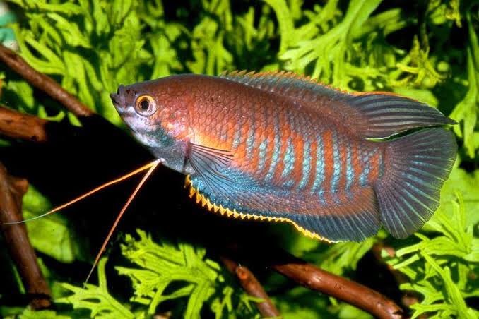 Colisa Labiosa (Trichogaster labiosa)