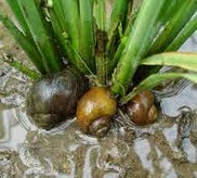 Petak Semai: SIPUTOX®