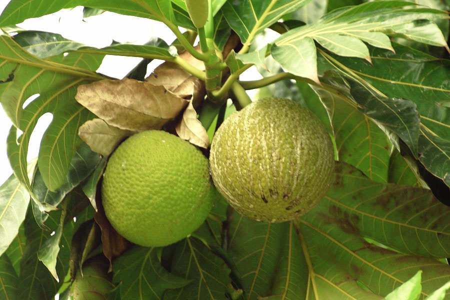 Le fruit à pain pour des frites originales ~ Cuisine de Mayotte