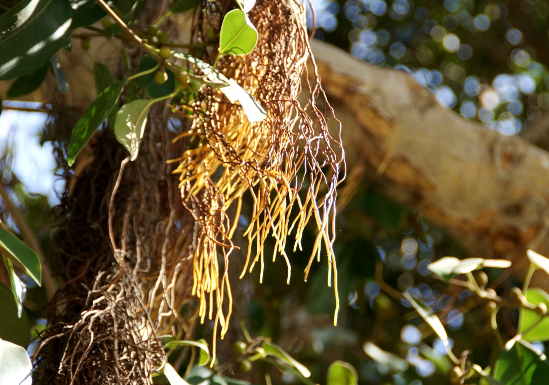 A photo, A thought............: Plant: Fig adventitious roots.......