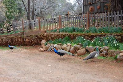 Over Good Ground: Have you ever heard a donkey bray?