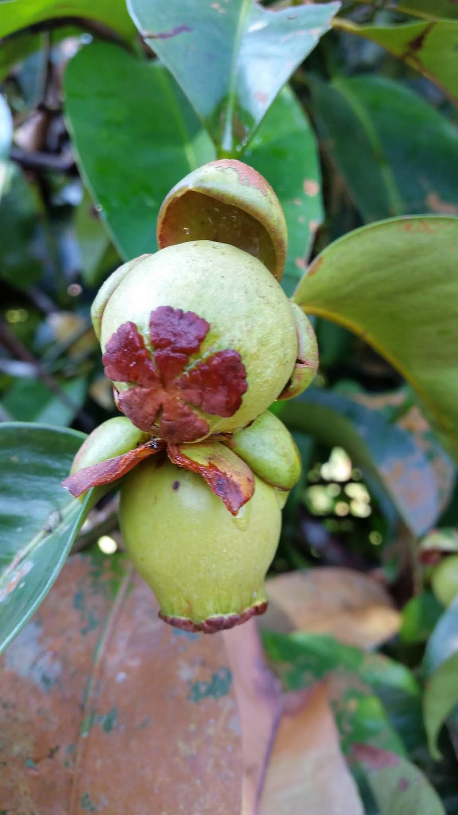 Warisan Petani: Pokok Manggis Mesta