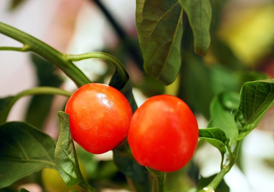 Heet Nieuws!: Een bijzondere chilipeper: Wiri Wiri