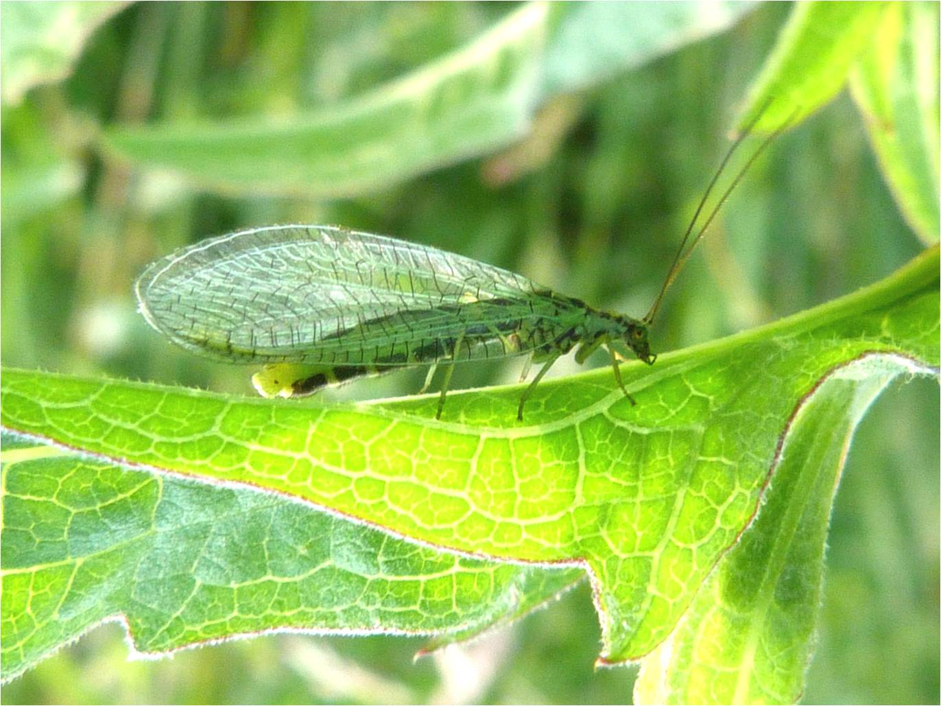 Insects of Scotland: Lacewings/Scorpion Flies