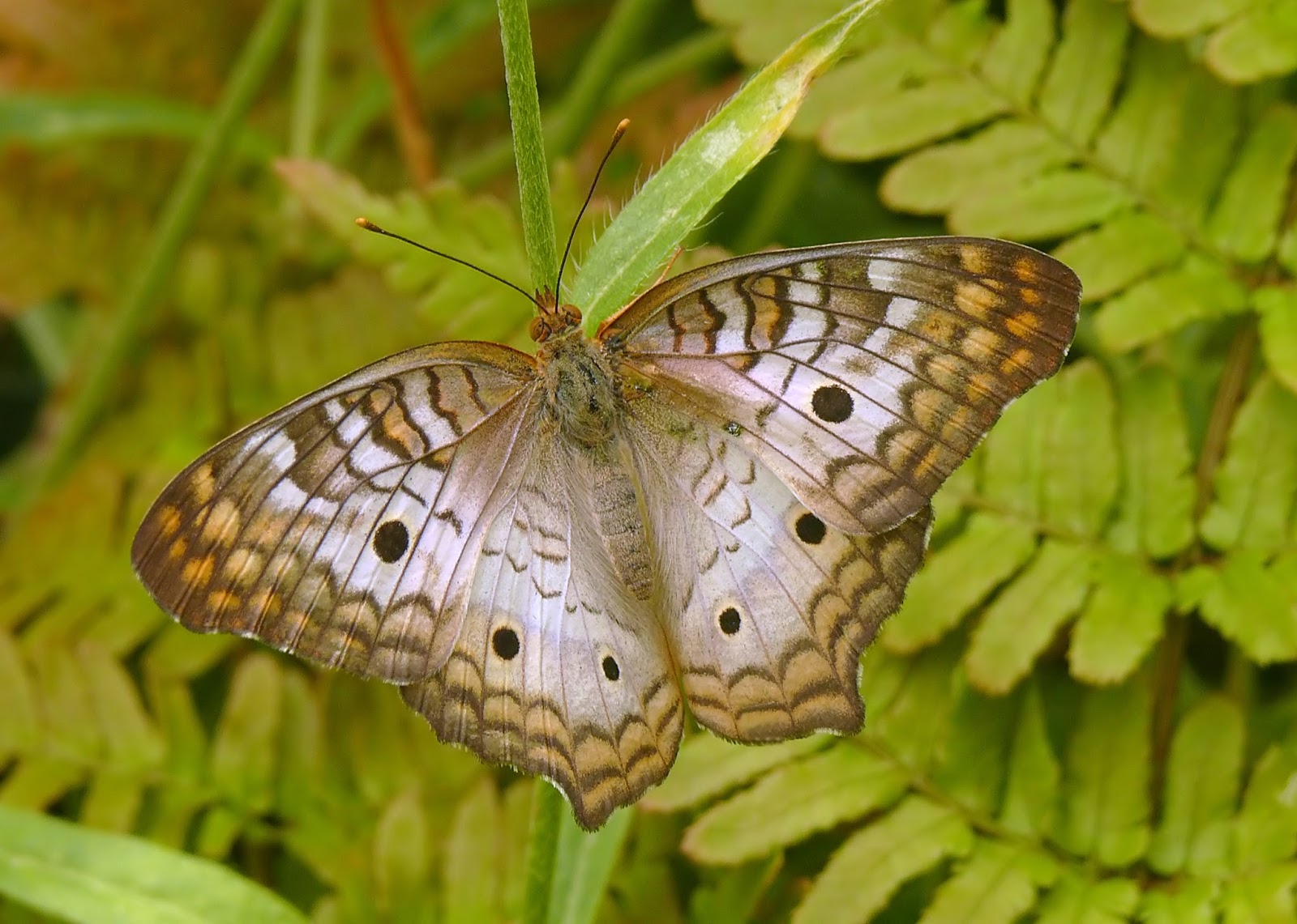 Taxonomía Animal : ARTROPODOS
