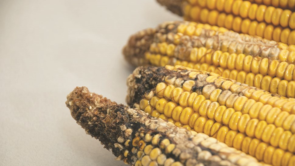 Aflatoxins in Humans and animals