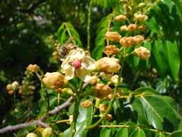 Flora de Puerto Rico Ilustrada Papo Vives: Caesalpinoideae STAHLIA ...