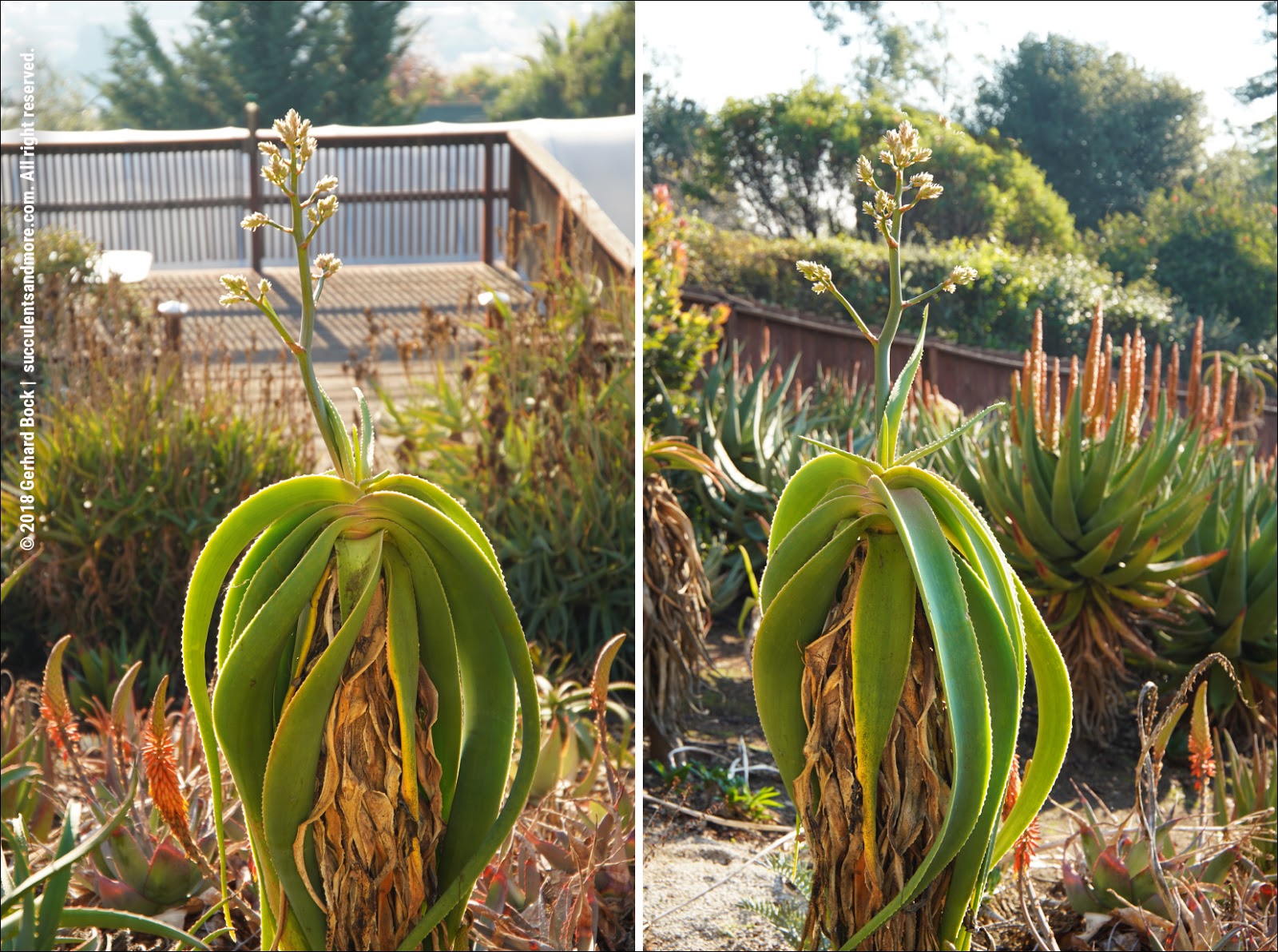 John Miller's Oakland aloe garden (Institute for Aloe Studies)