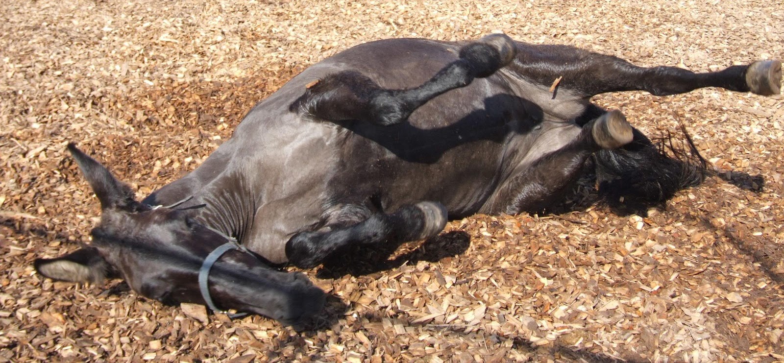 The British Mule Society: What Can Mules Do?