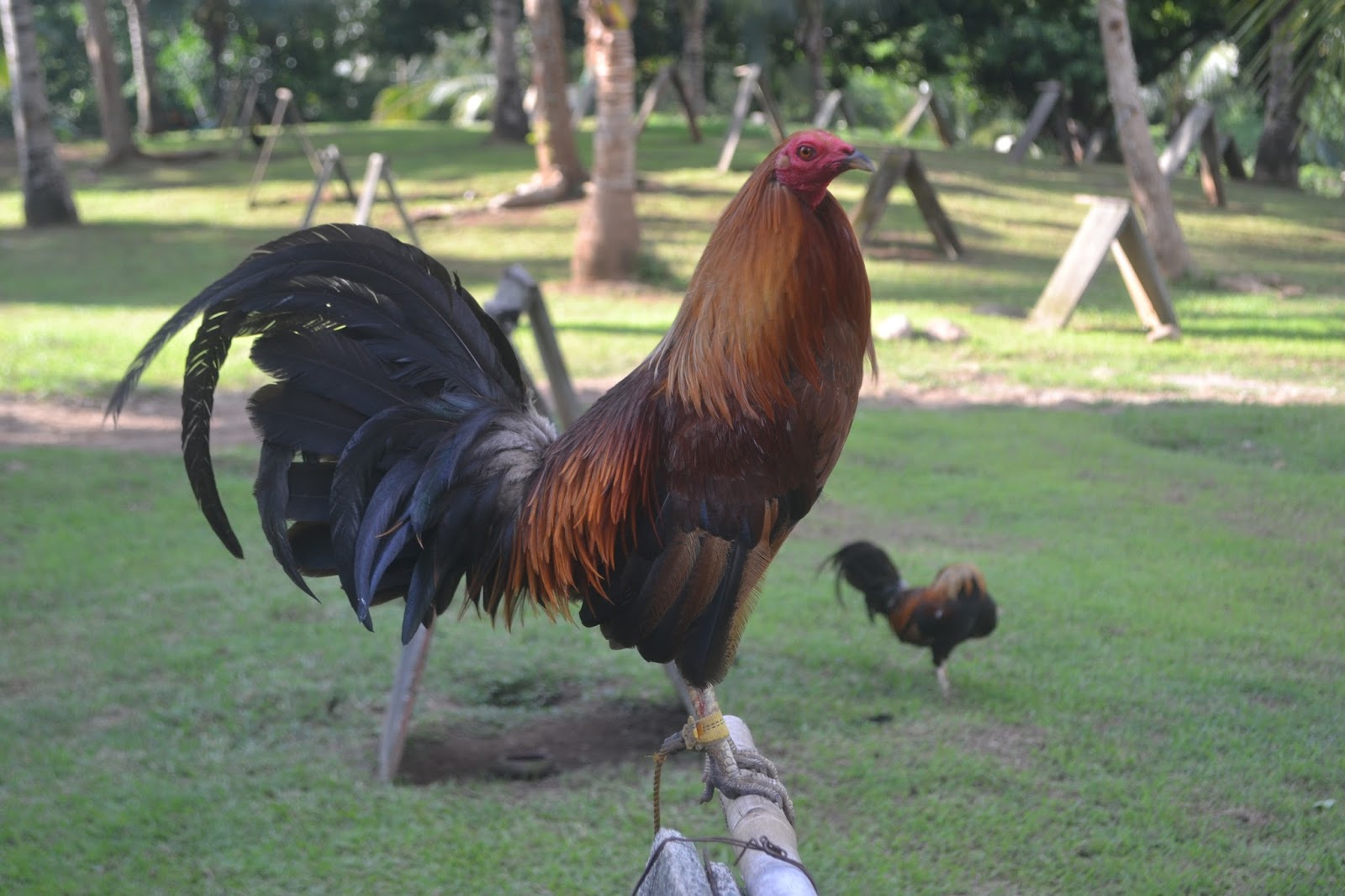 Cockers Today: Low, Medium o High Station na Manok?