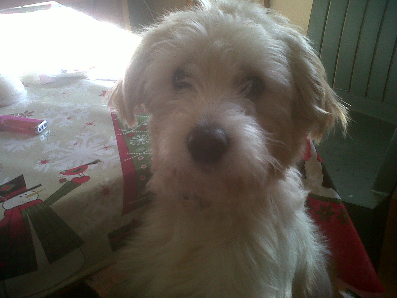 Rumbo A Sirio: Valencia,perro blanco,sin rabo,con chip, perdido en Manises