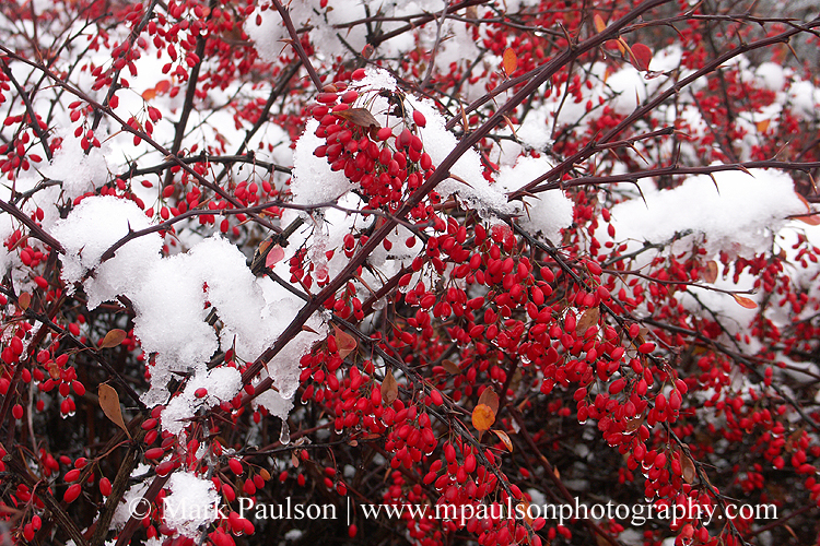 MAP Artistic Photography: Photo of the Day: Red Bush in Snow