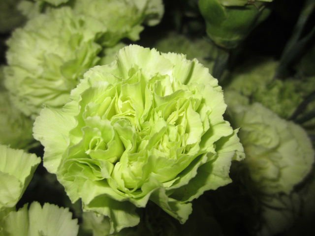 GOLDEN DREAMLAND: Language of Flowers