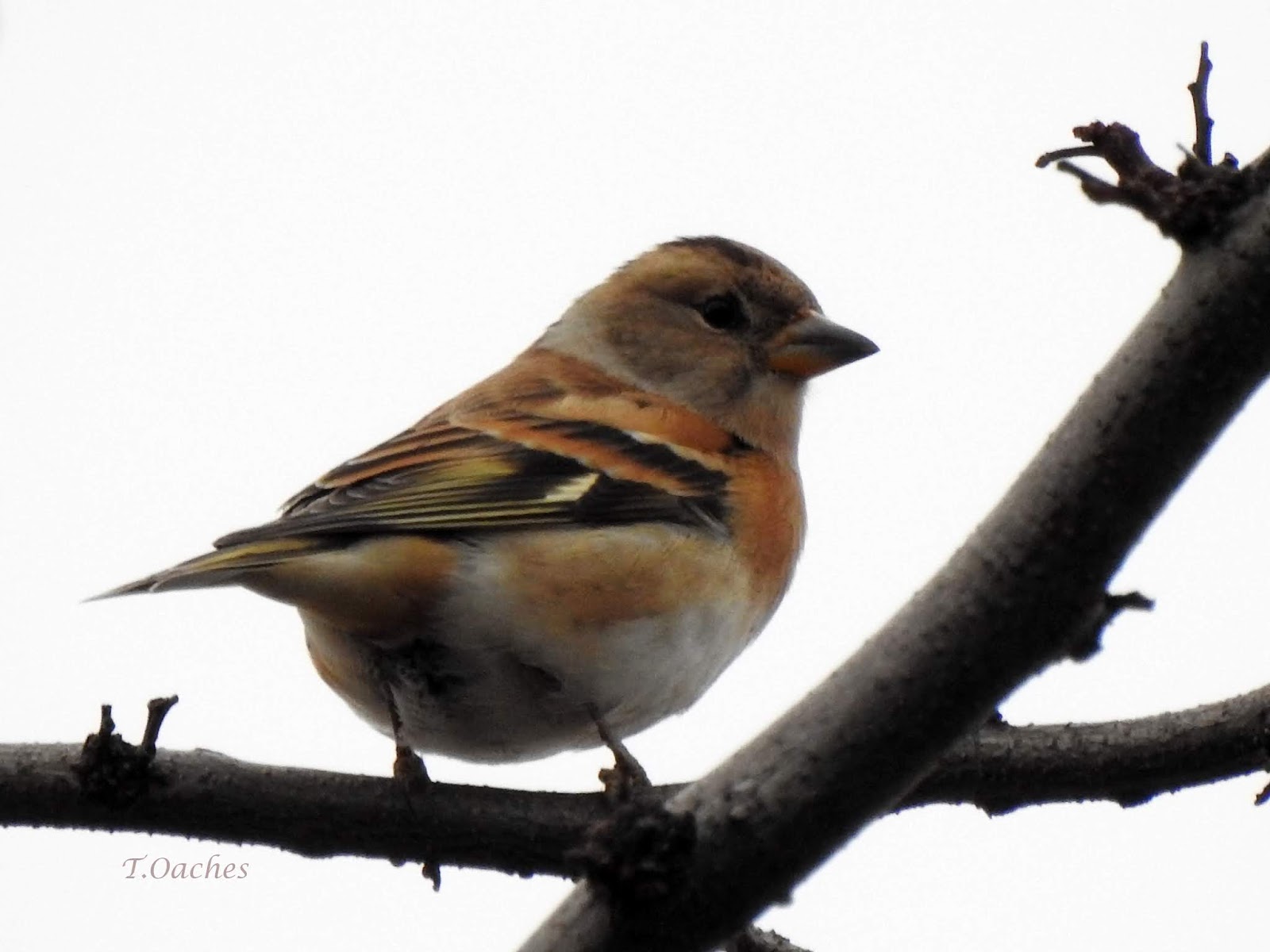 PASARI DIN ROMANIA: CINTEZA DE IARNA, Fringilla montifringilla
