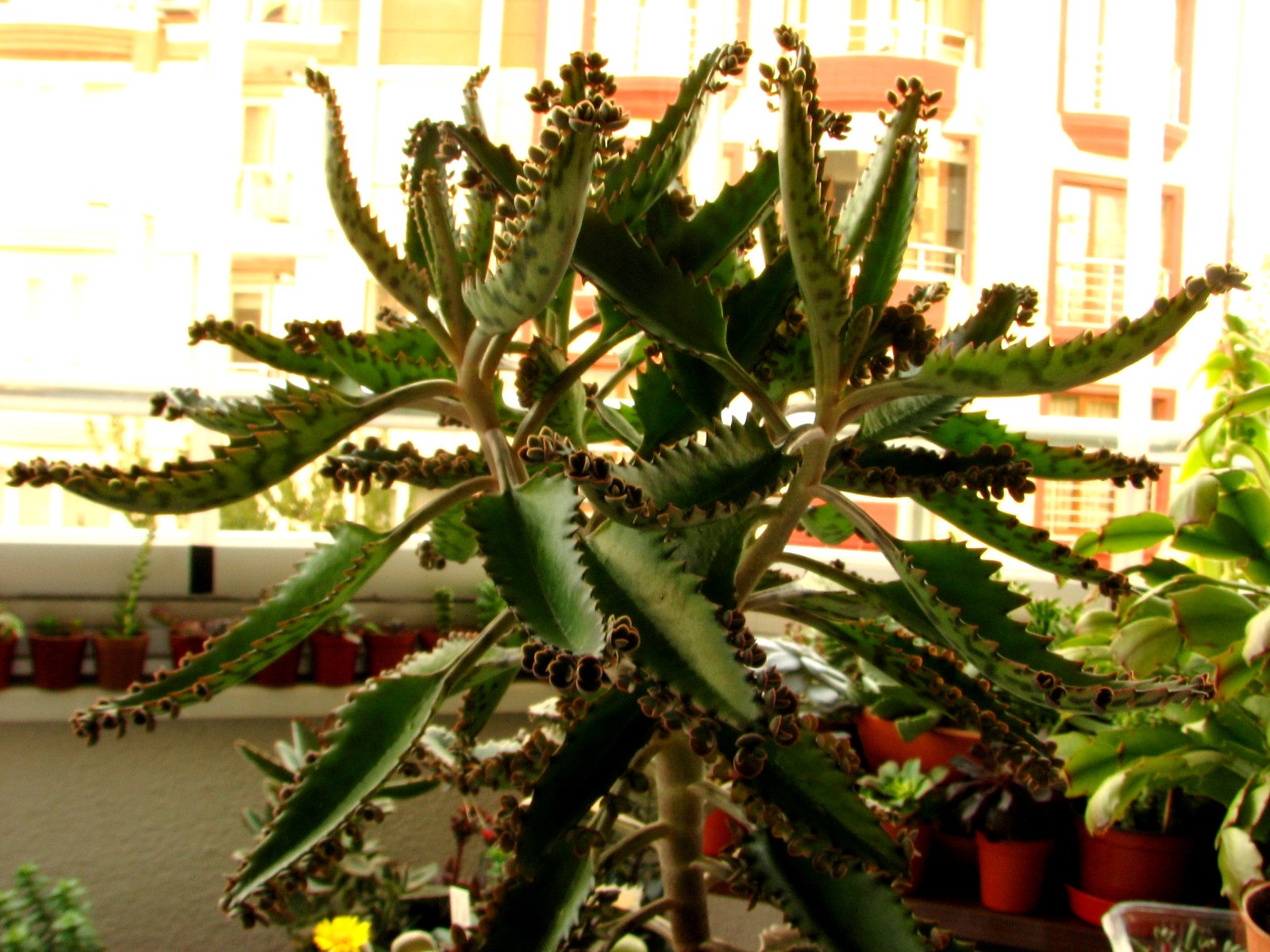 Kalanchoe daigremontiana - Devil's backbone care and culture | Travaldo ...