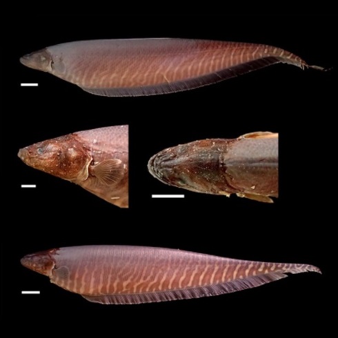 Species New to Science: [Ichthyology • 2018] Gymnotus cuia • Revision ...