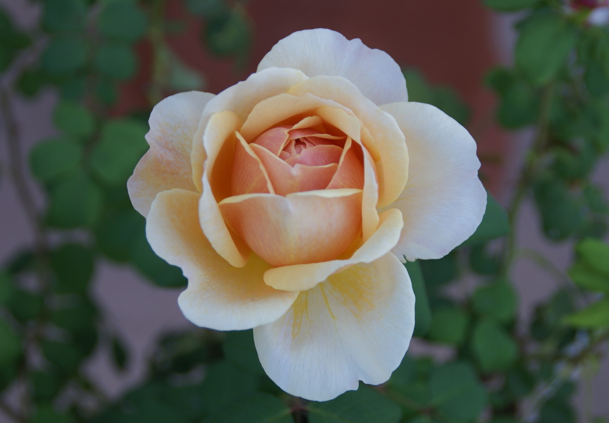 Organic Garden Dreams: September Roses