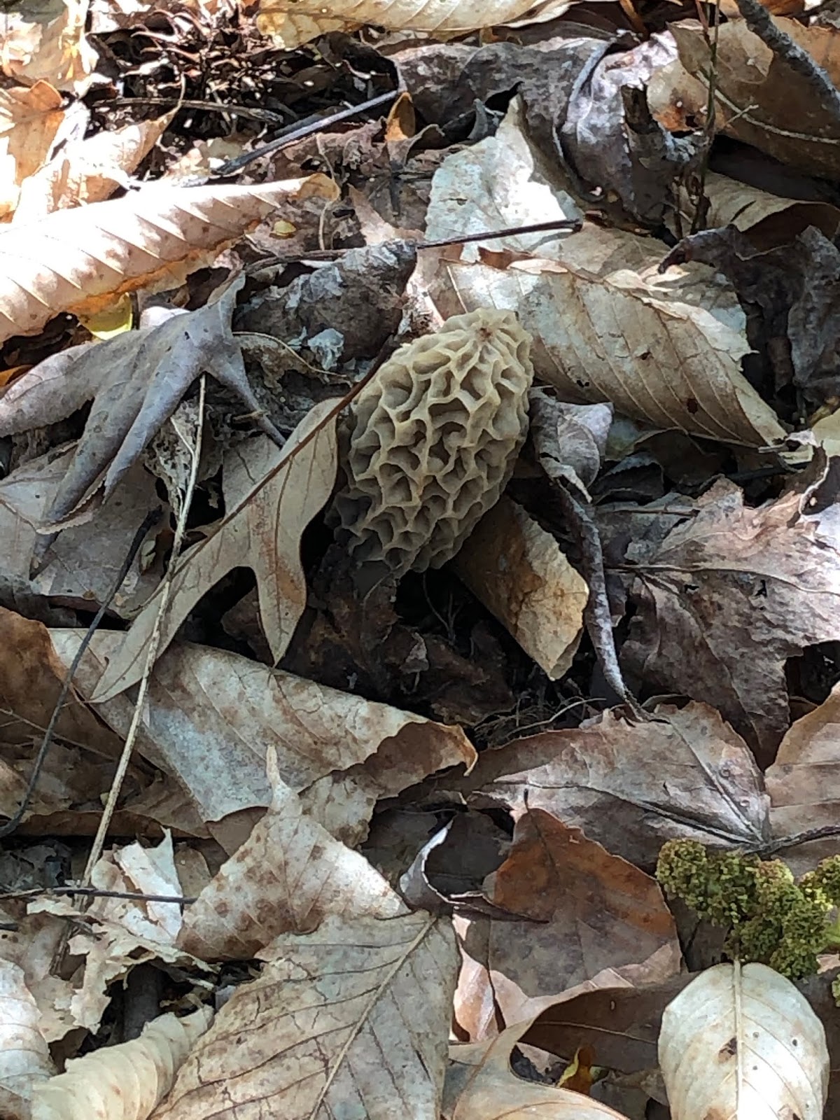 Ms. Nancy's Nook : The Molly Moocher Hunt!