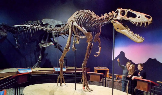 My Prehistoric Saga: Nanotyrannus is Dryptosaurus: My Extensive ...