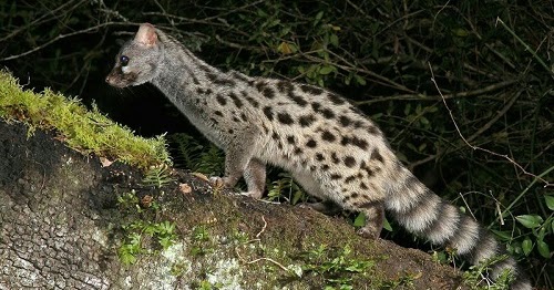 Biodiversidad Costa Granadina y ... (Fauna): Jineta o Gineta (Genetta ...