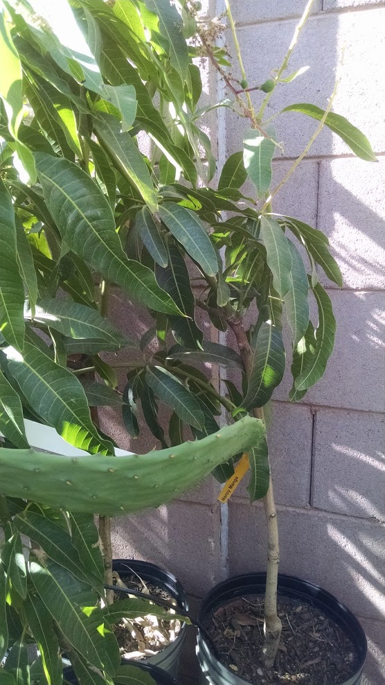 Desert Valley Orchard: Nancy Mango
