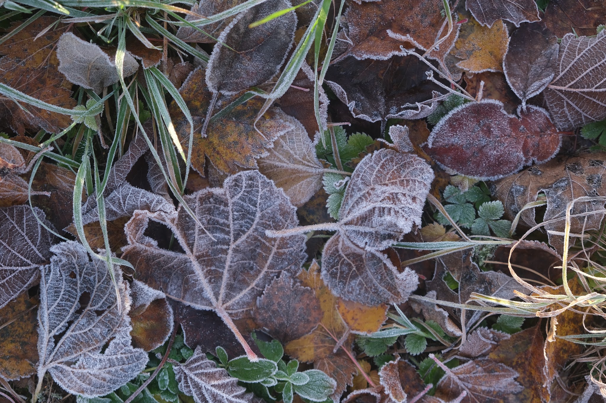 Niina Visakivi: Marraskuu, minun kuukauteni 2 / November, my month 2
