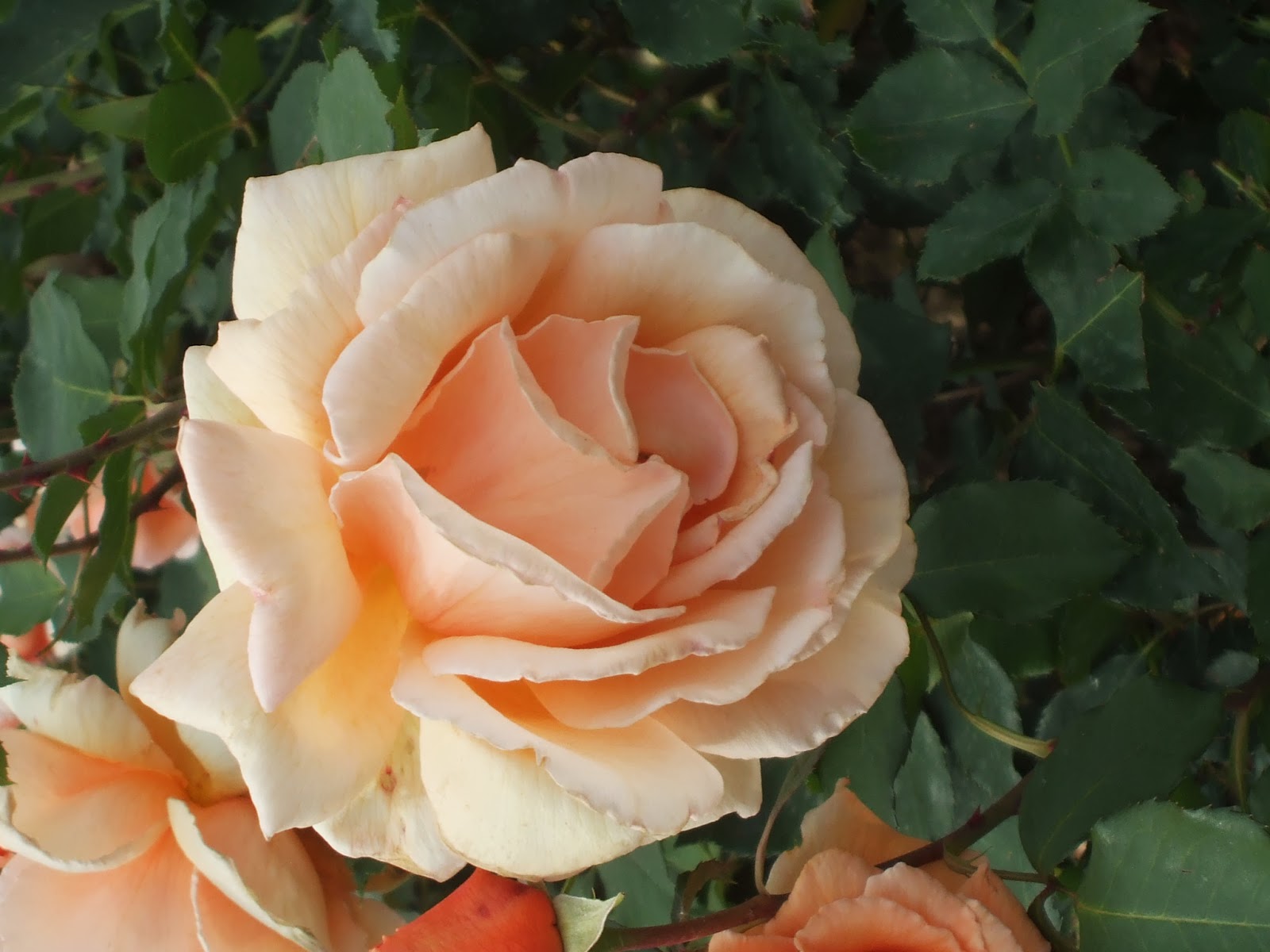 La Valse: Una montagna di rose e un cespuglio di peonie