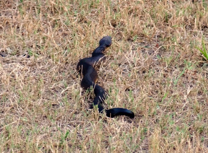 H-Town-West Photo Blog: Snakes in George Bush Park - Buffalo Bayou ...