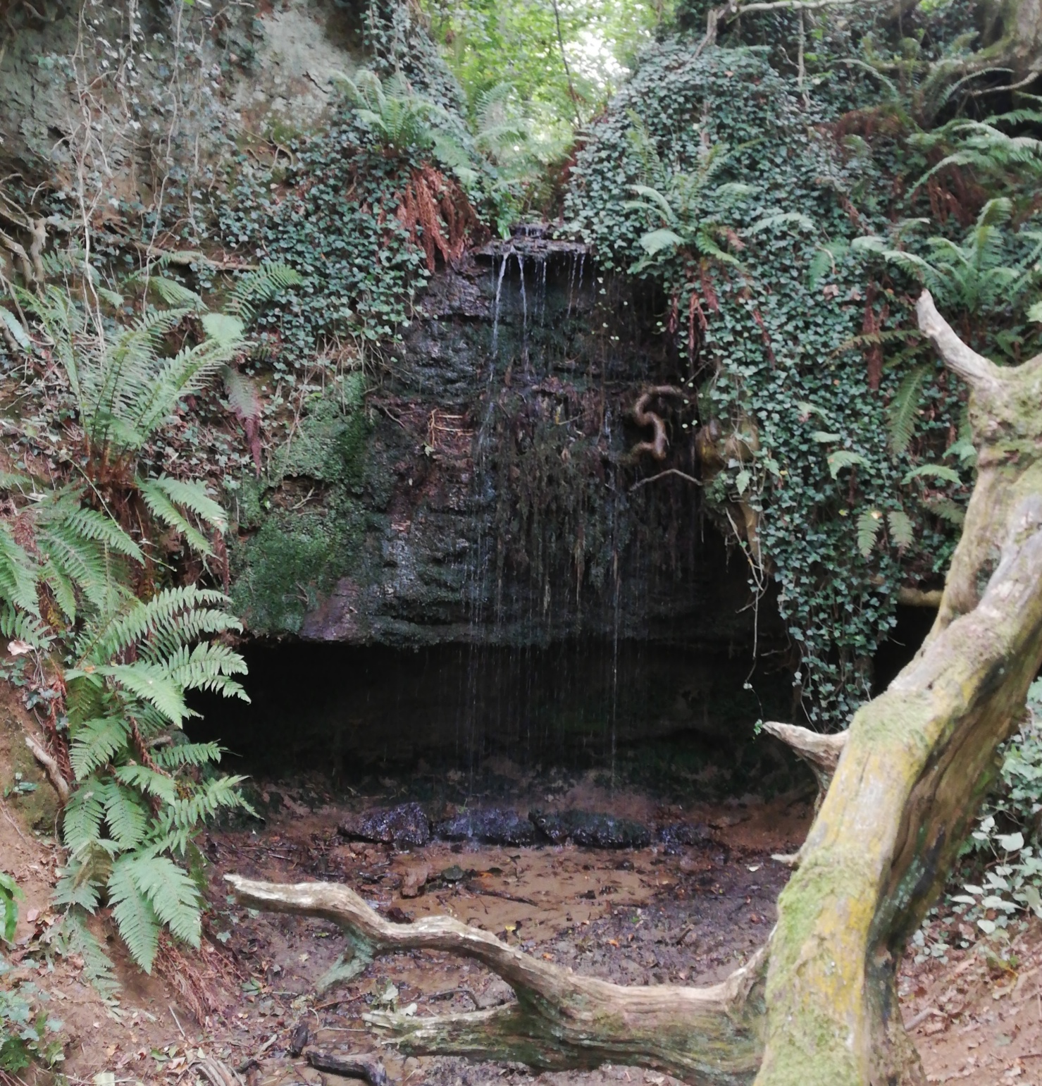 Wight Ramblings: Niton and Bierley