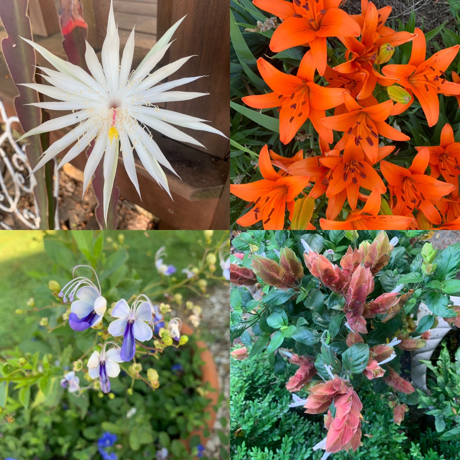 TLC Country Floral: 2019